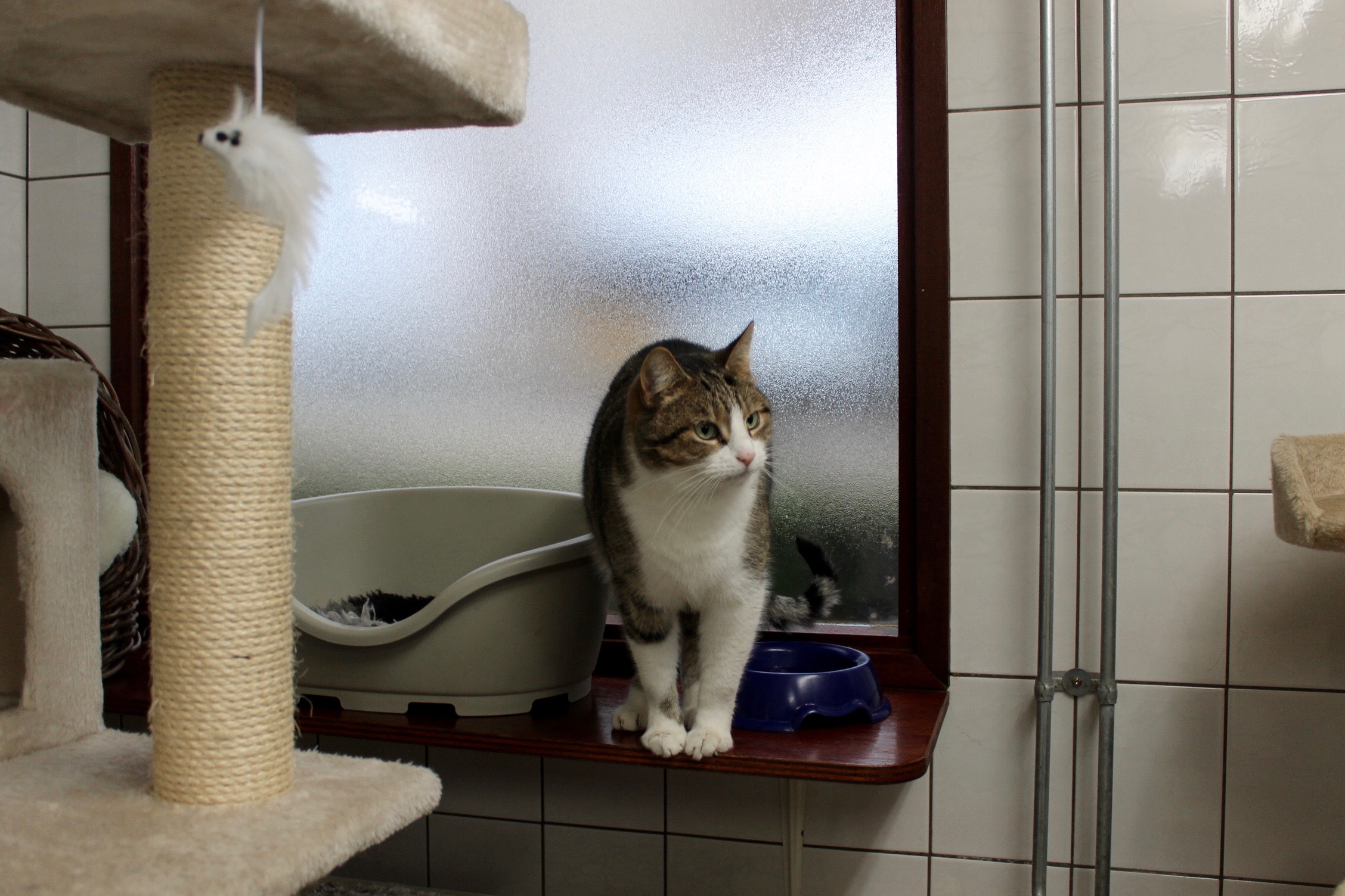 Blog sobre Perros y Gatos| Guau y Miau