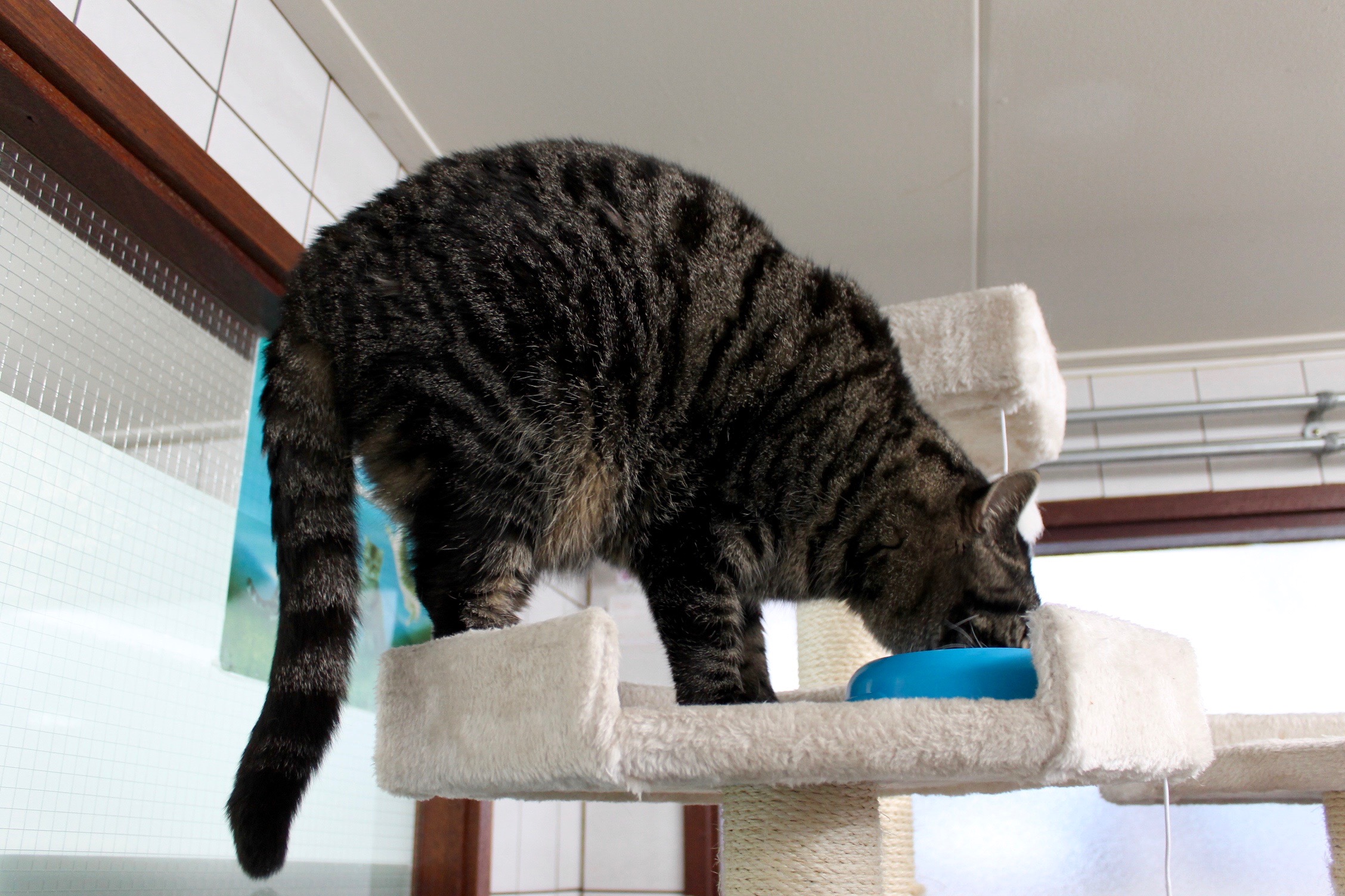 Blog sobre Perros y Gatos| Guau y Miau