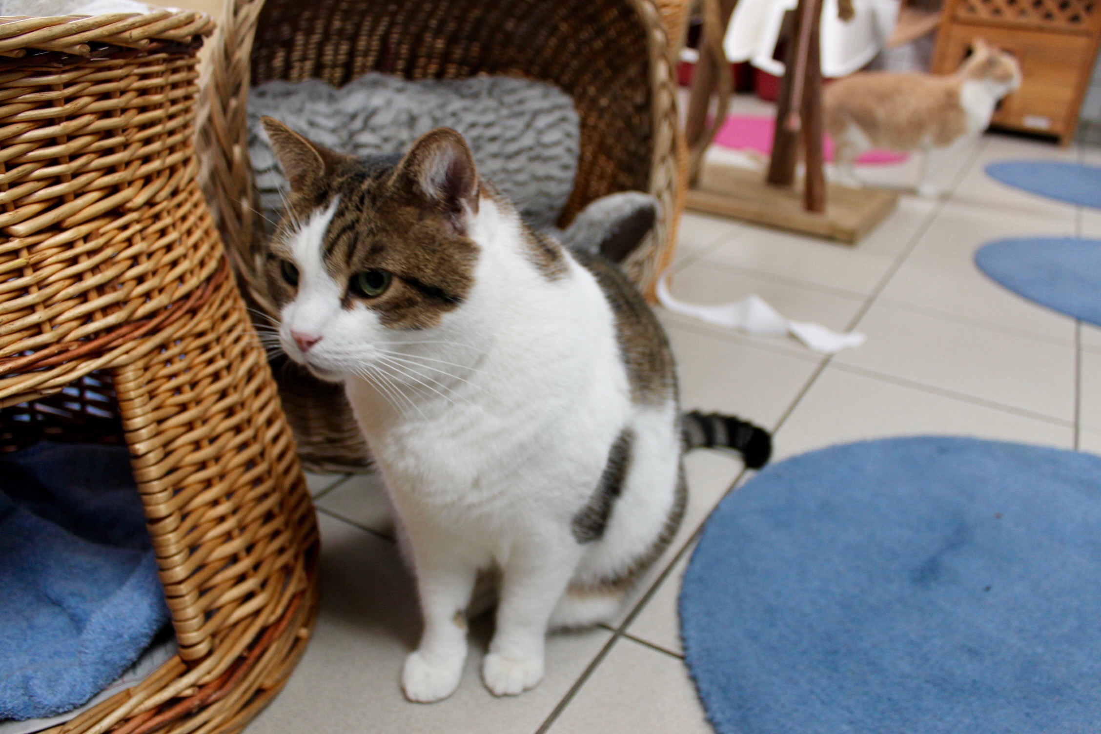 Blog sobre Perros y Gatos| Guau y Miau