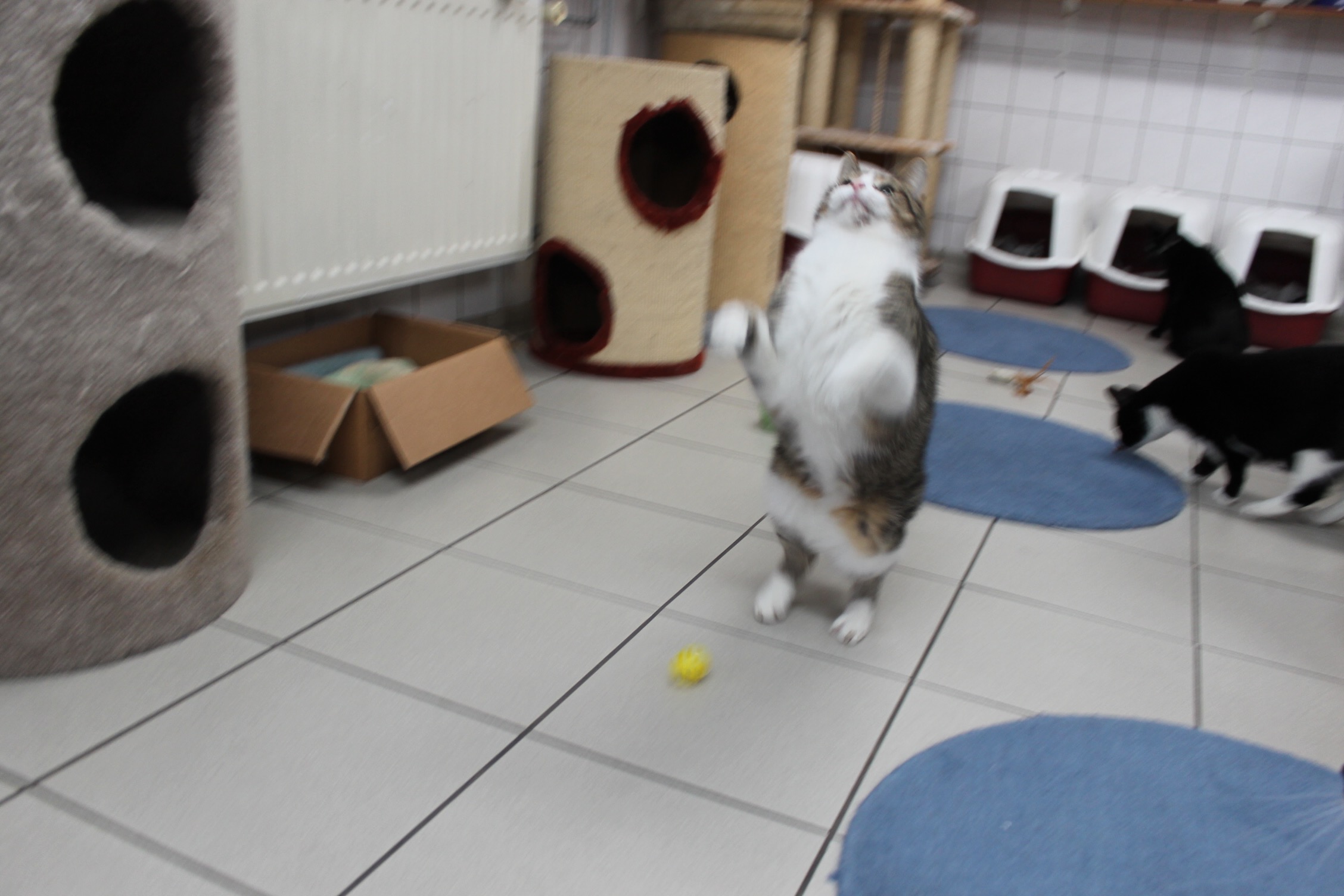 Blog sobre Perros y Gatos| Guau y Miau