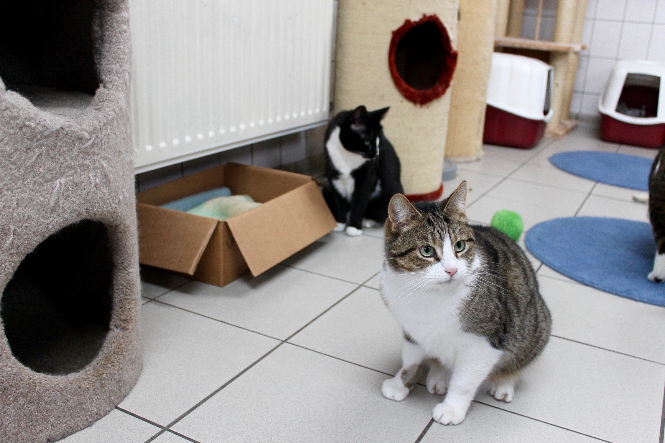 Blog sobre Perros y Gatos| Guau y Miau