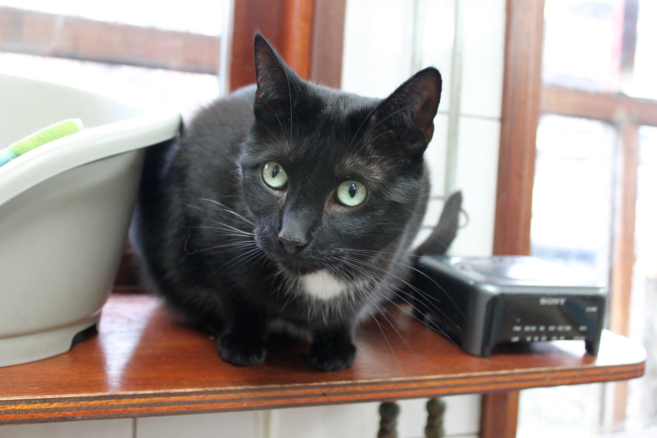 Blog sobre Perros y Gatos| Guau y Miau